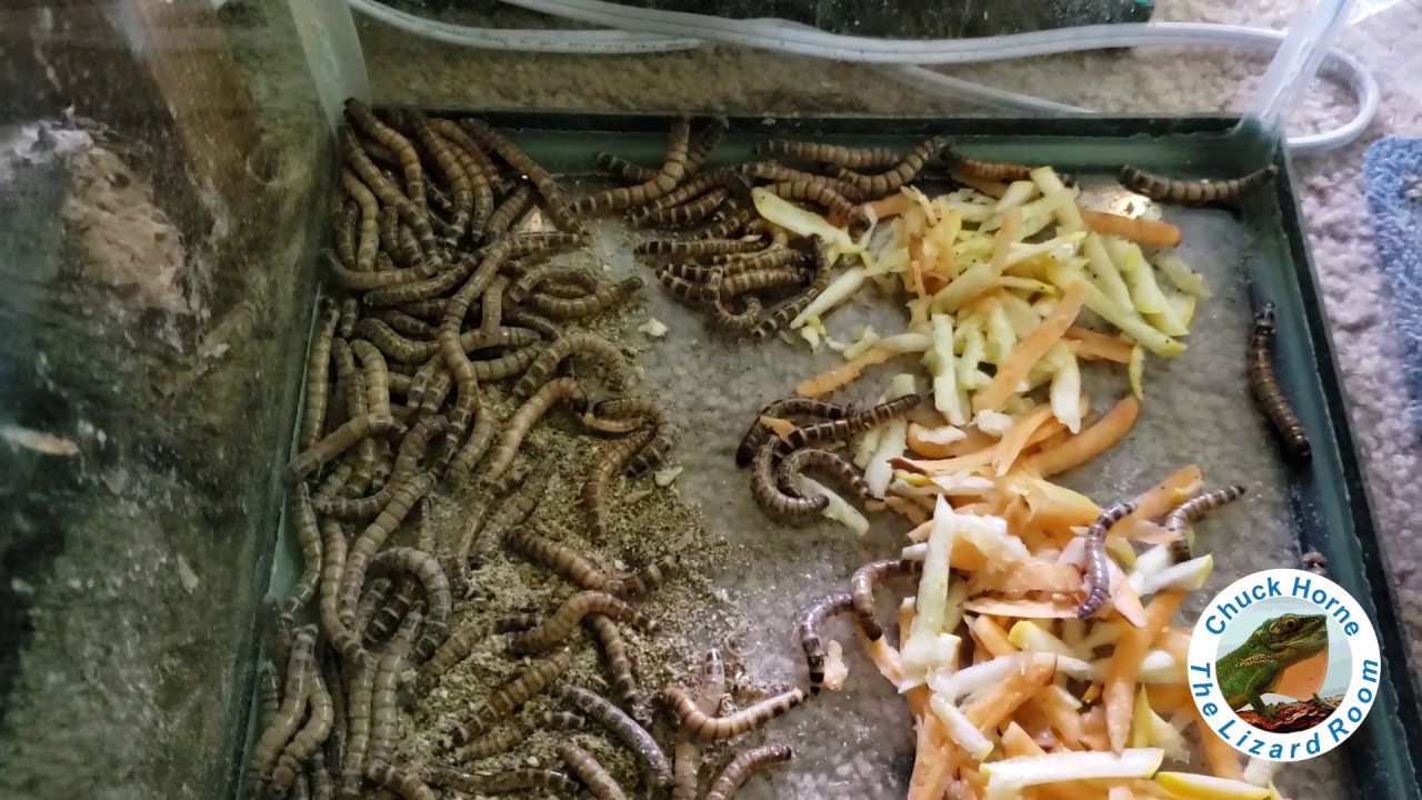 Gut loading Insects & Superworms for Reptiles how to! - YouTube