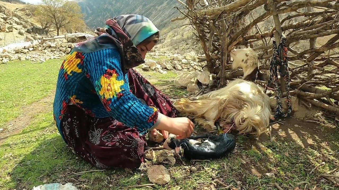 New Beginnings: Tuba’s Goat Birthing Saga in the Mountains - Horizon ...