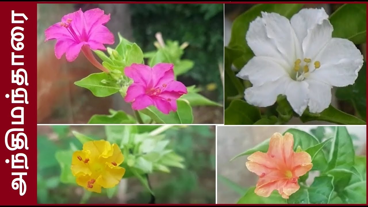 அந்திமந்தாரை | Anthi Mantharai | Mirabilis Jalapa | Marvel of Peru ...