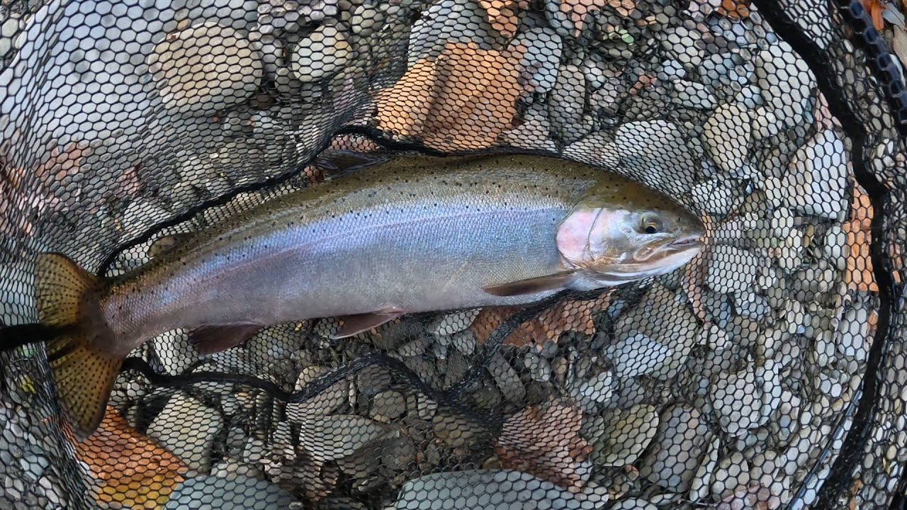 Catching BIG Steelhead in Clear Water - YouTube