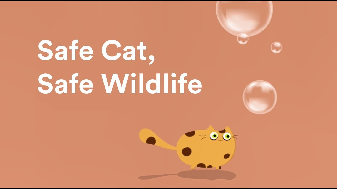 Safe Cat, Safe Wildlife - YouTube