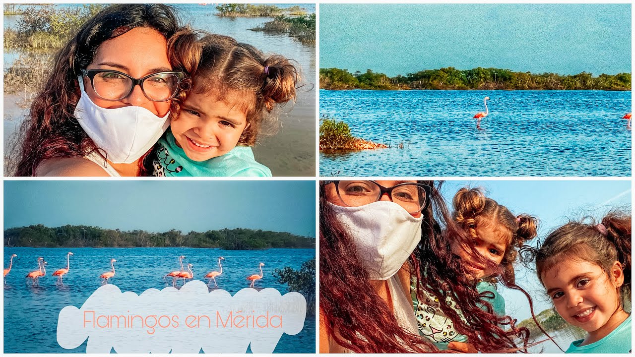 Flamingos 🦩 en Merida - YouTube