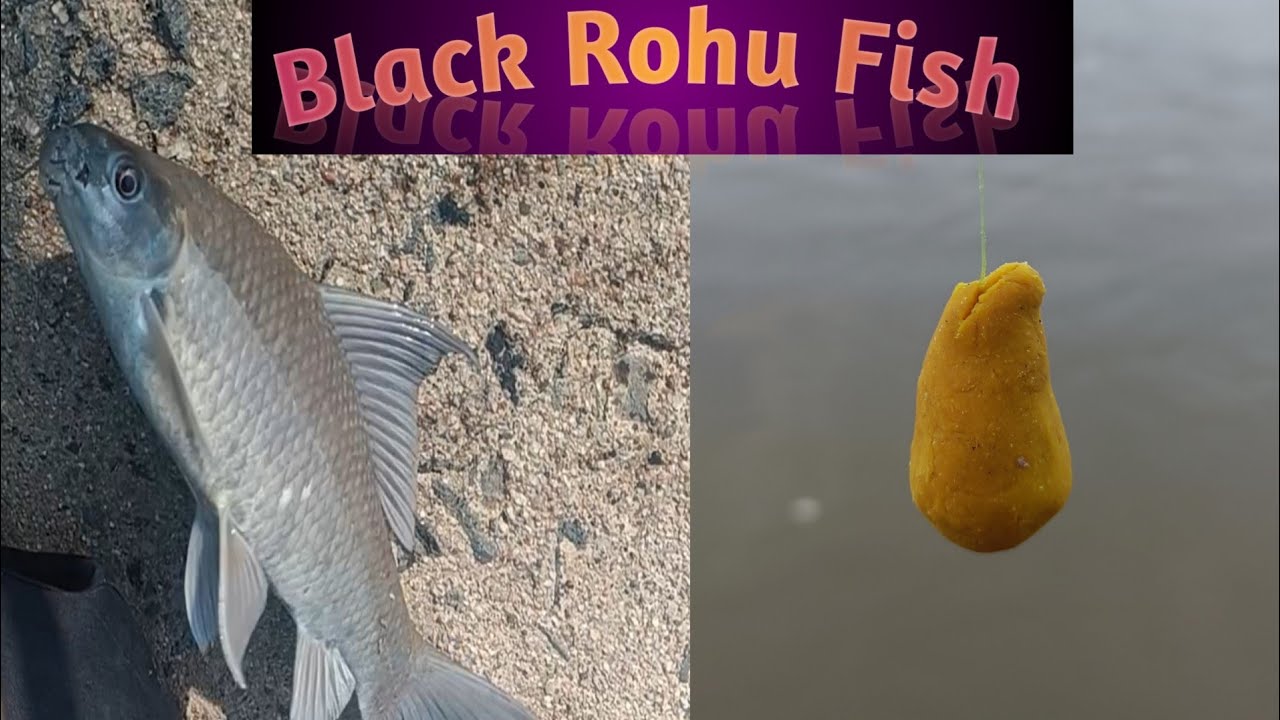 👌🐟🐠Awesome FISHING||🎣BLACK Rohu Fish catching in Krishna River||Black ...
