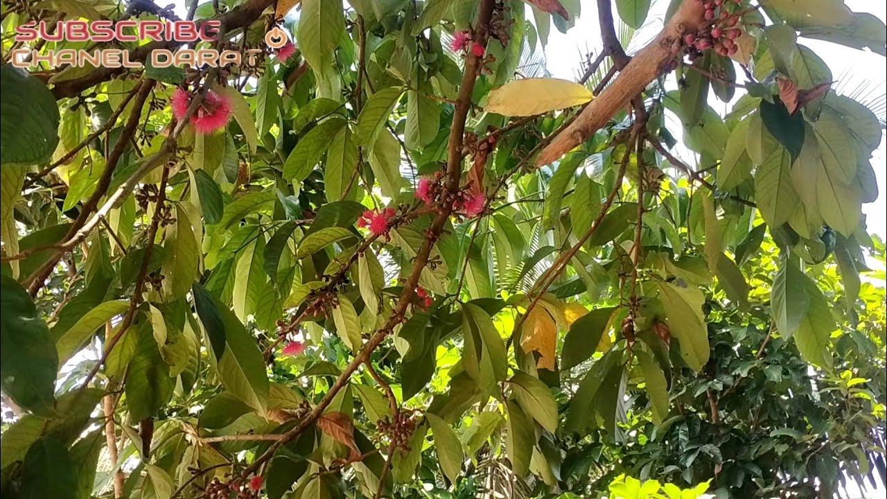 POHON JAMBU JAMAIKA TUMBUH BUNGA BUAH JAMBU SAMPAI KE BAWA - YouTube