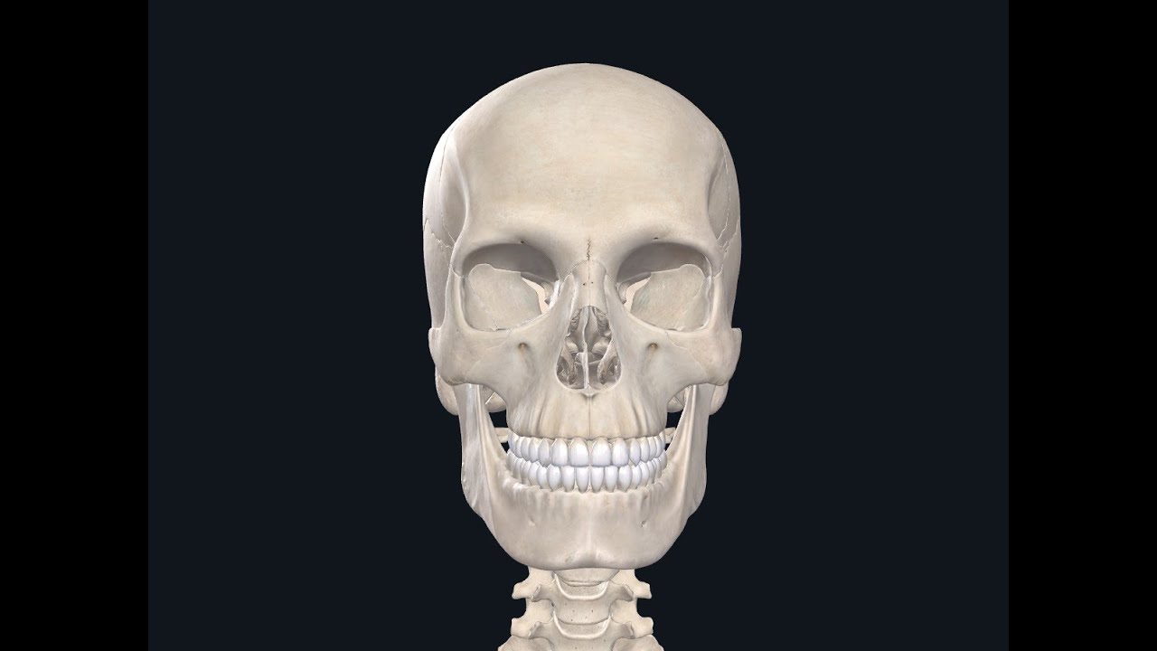 Joints of Skull (HEAD AND NECK PART 2) - YouTube