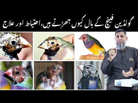 Gouldian Feather Disease and Molding Care, Medicine and Treatment ...