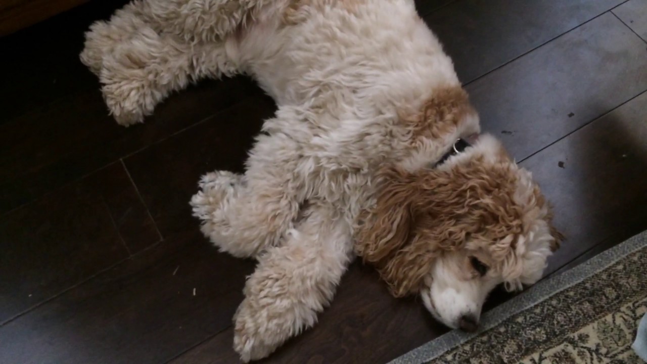Alone with my grandparents dogs. - YouTube