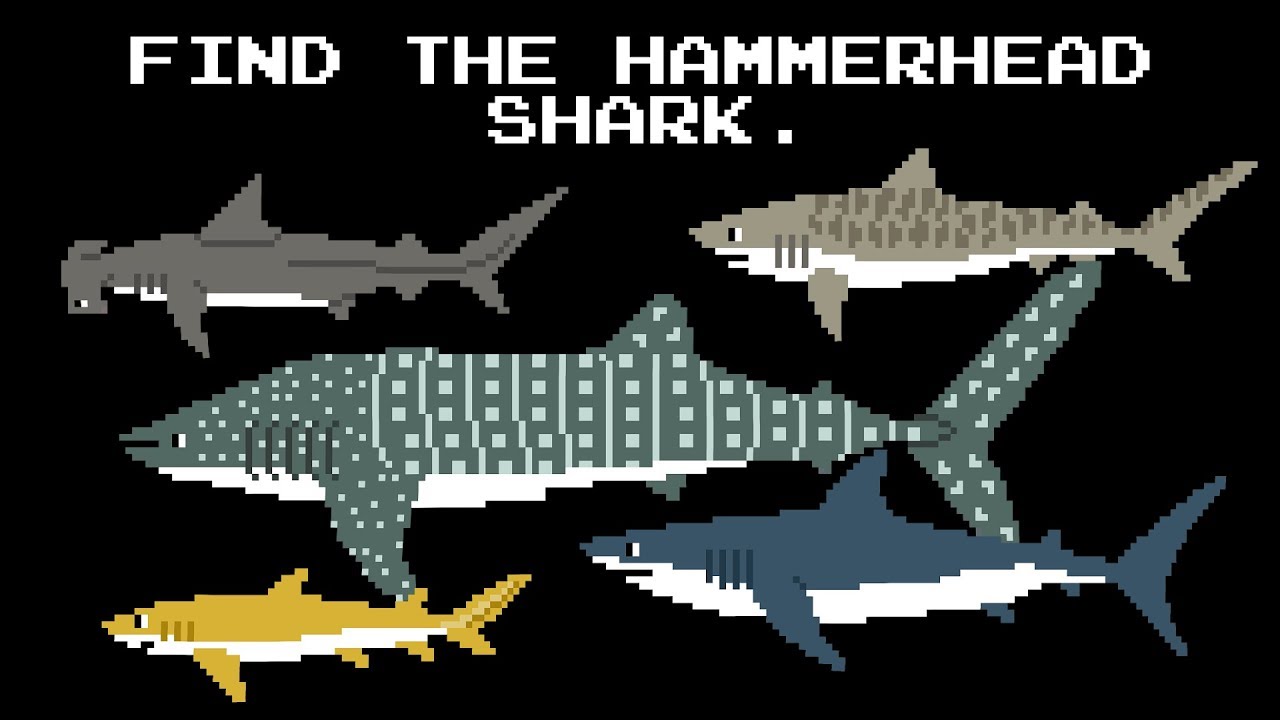 Find the Animals 2 - Sharks, Whales, Primates & More - The Kids ...