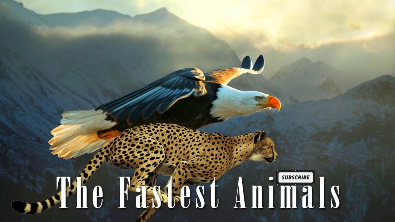 The Fastest Creature on Earth |Our universe |2024 #viralvideo - YouTube