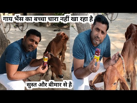 गाय भैंस का बच्चा 3 महीने का है चारा नहीं खाता सुस्त रहता है | gaay bhains ka bachcha chara nahi kha