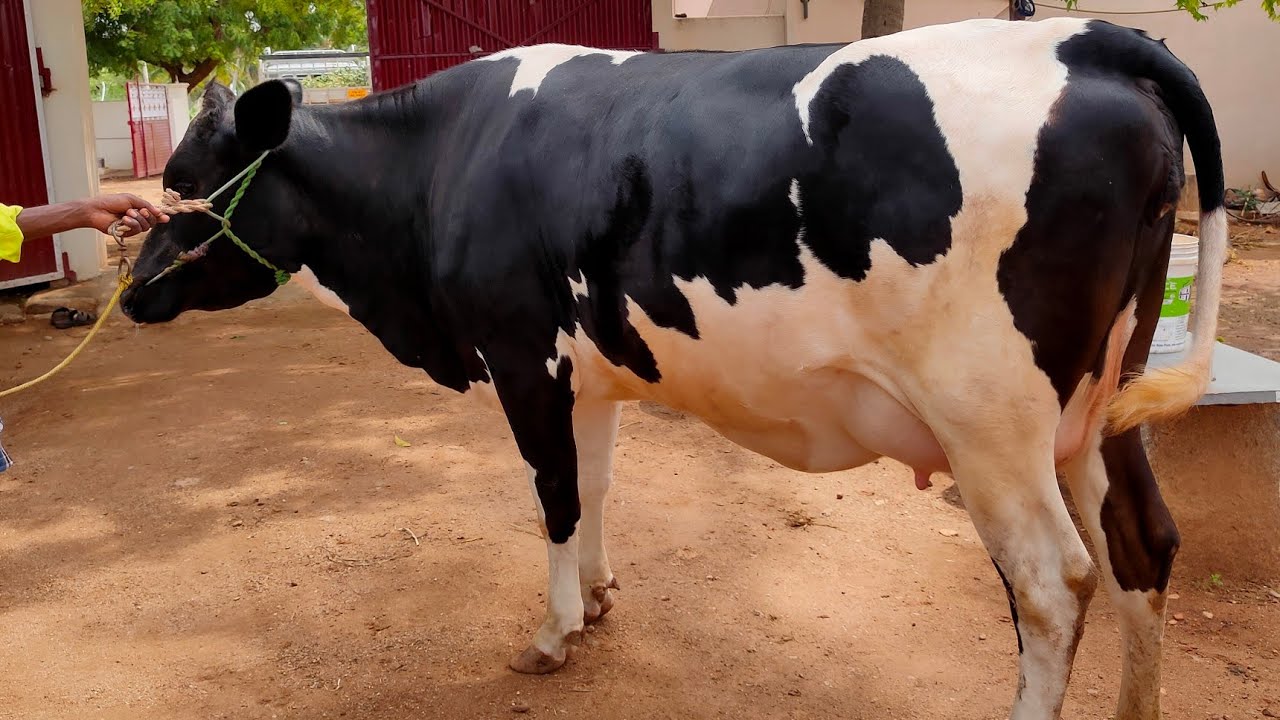 periyandavar cows farm(mattu pannai)supplier cows for kerala ,tamilnadu ...