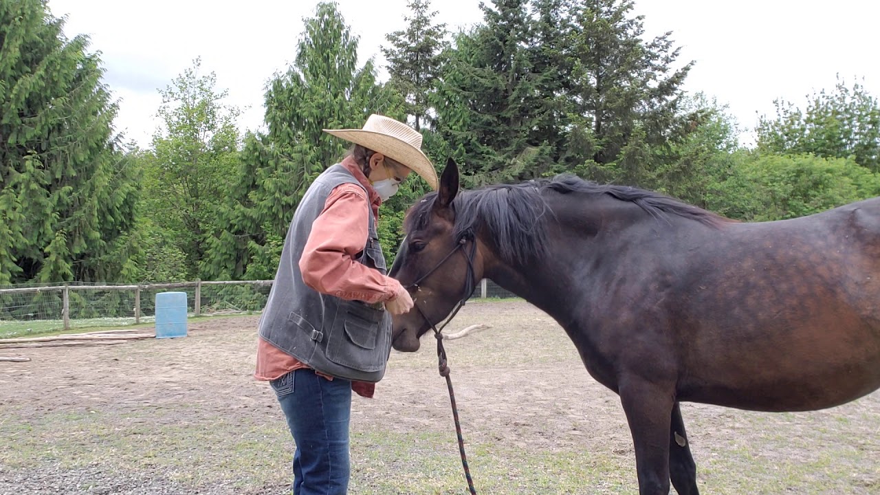 Injection training for your horse with positive reinforcement aka ...