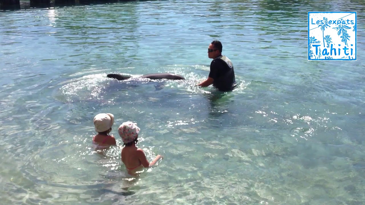 Rencontre avec un dauphin au Dolphin Center de Moorea - YouTube