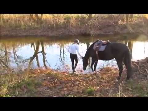 Horse Afraid of Water Gets Over His Fear by Giving It a Try