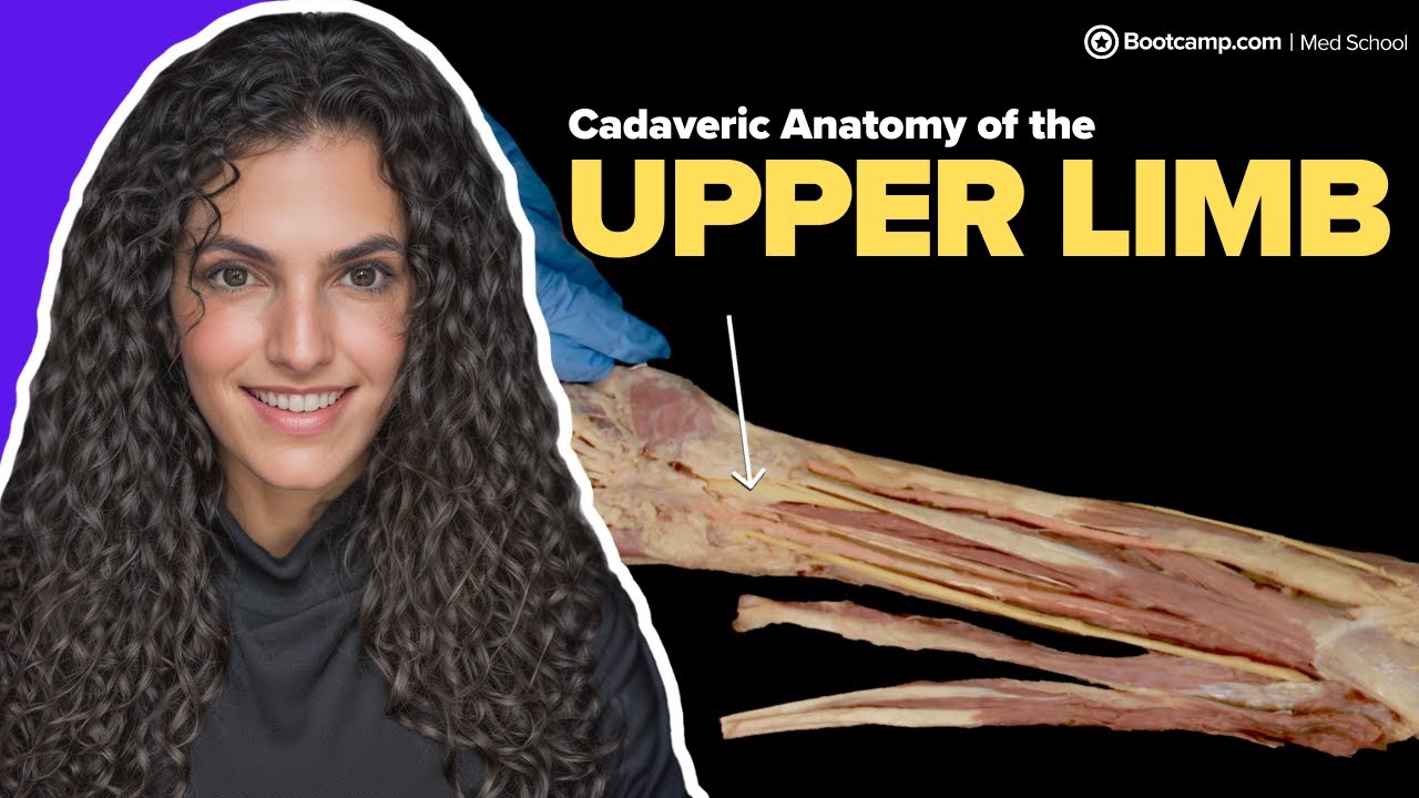 Anatomy of the Upper Limb | Which nerve roots does this nerve arise ...