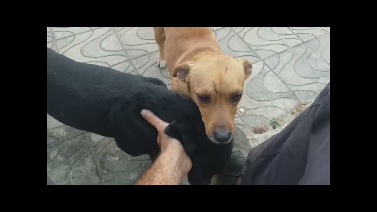 Street Dogs of Brazil | random 4K clip 10 - YouTube
