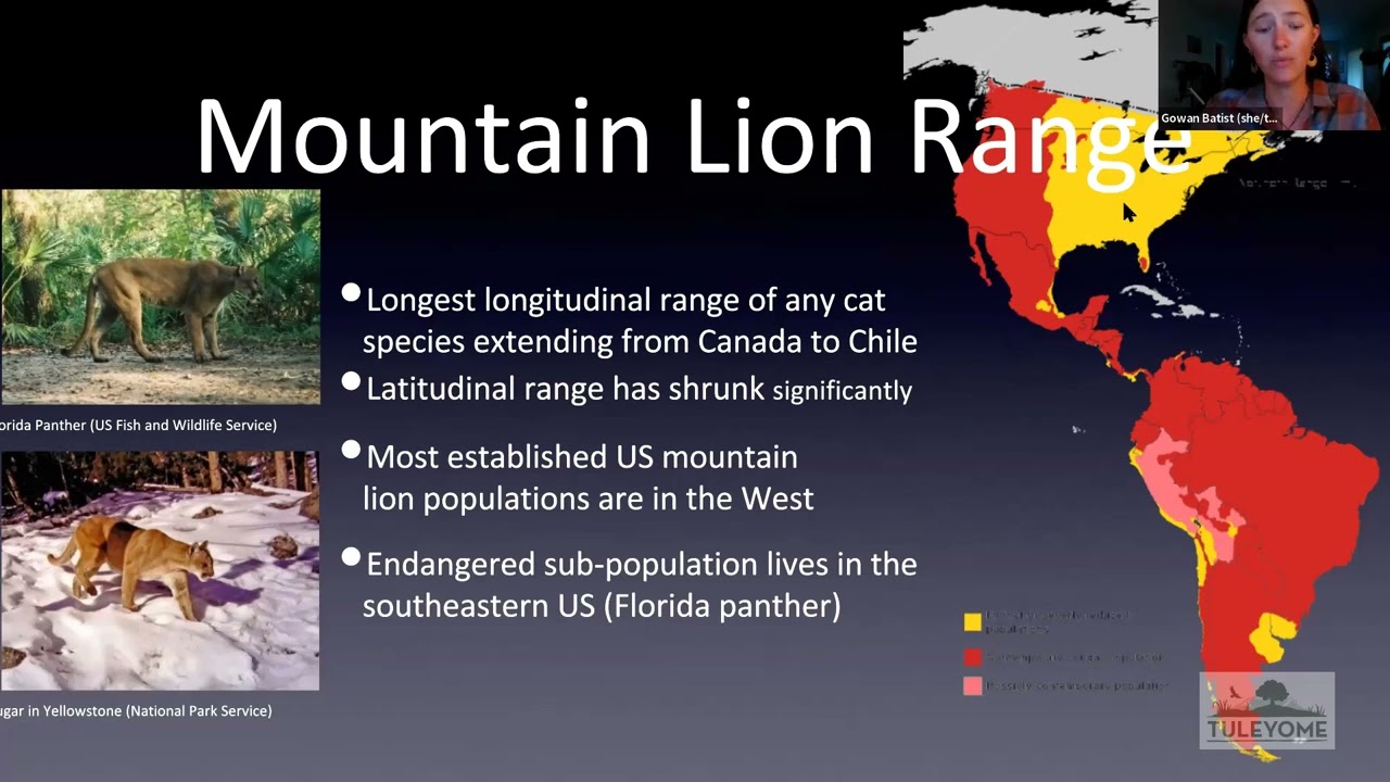 Mountain Lion Range North American Cougar Wikipedia