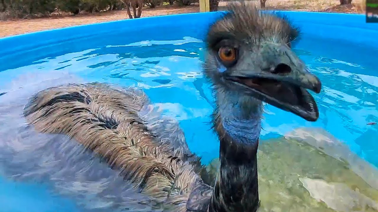 Maya takes Stompy out for a swim at Alveus - YouTube