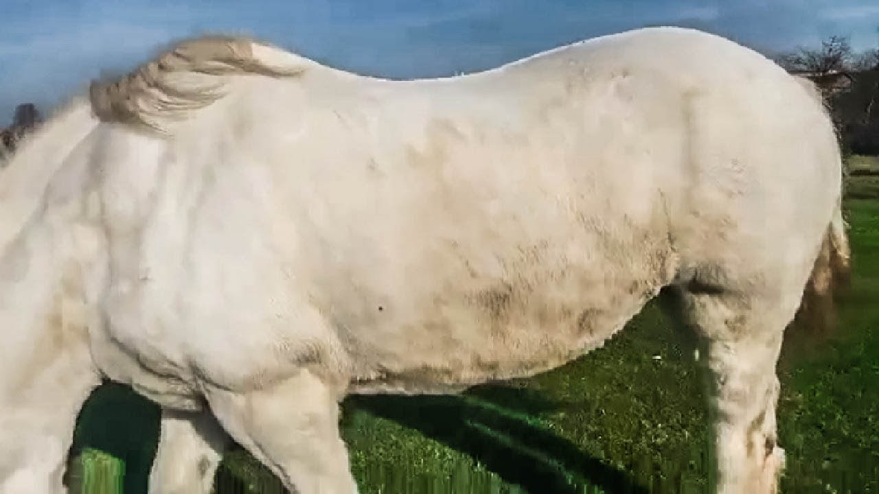 Cai frumosi din Romania - YouTube