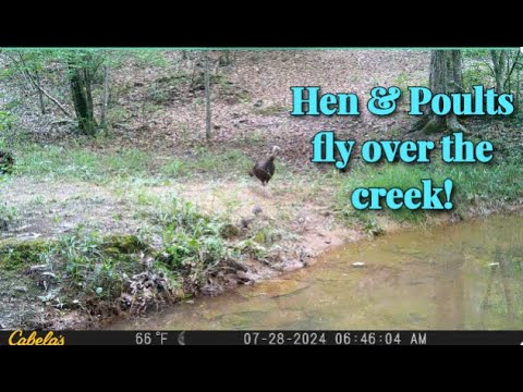 Hen & Poults Fly Over the Creek! - YouTube