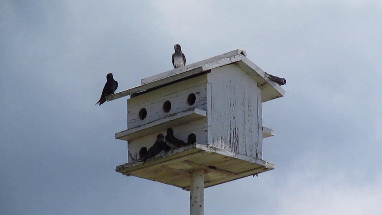Purple Martins song - YouTube