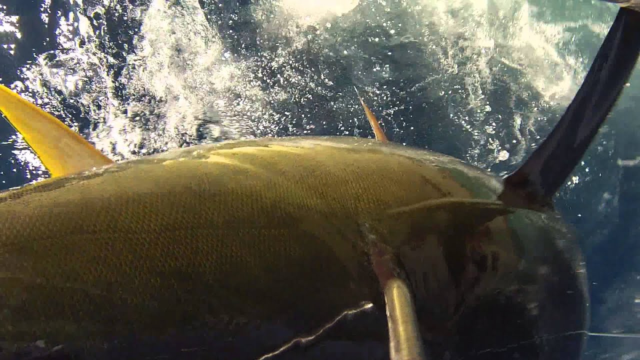 Gaffing a Yellow Fin Tuna - Rebel Sportfishing - YouTube