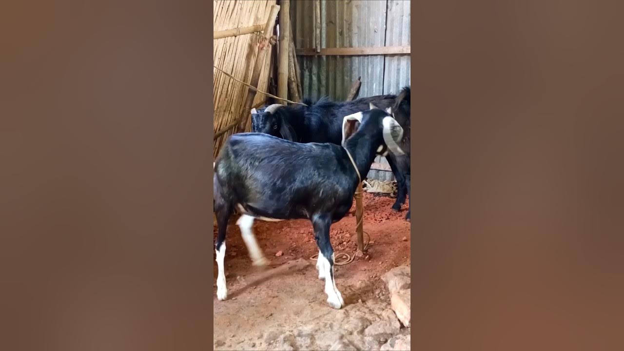 Two Goats Enjoying A Beautiful Time।। #shortvideo #sortvideo #short ...