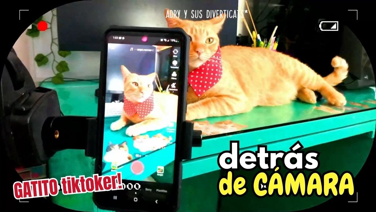 Detrás de cámaras con gato Rayito: LA DURA VIDA DE UN GATO Tiktoker ...