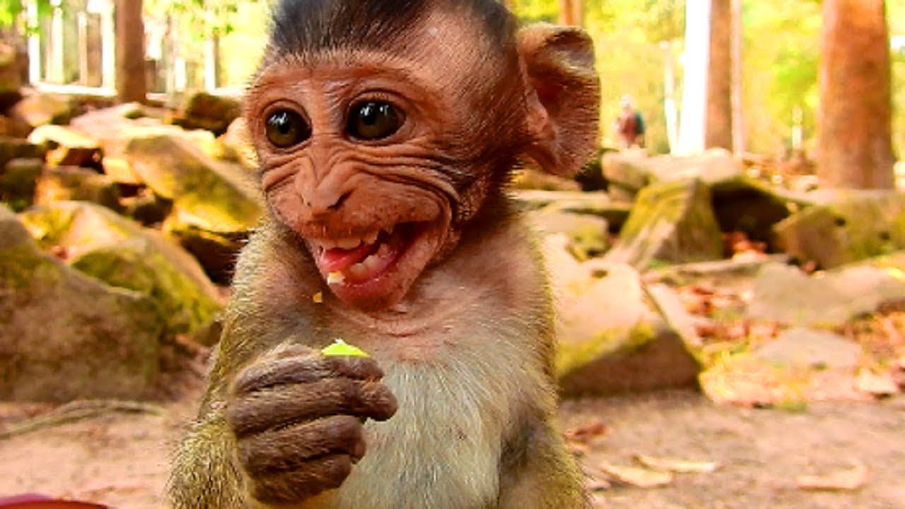 What a frighten baby! Baby so scare boss and say sorry, What boss doing ...