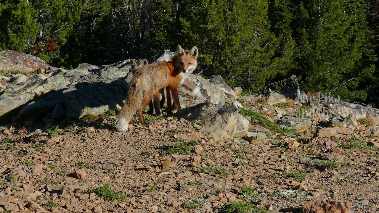 The Pika and the Fox - YouTube