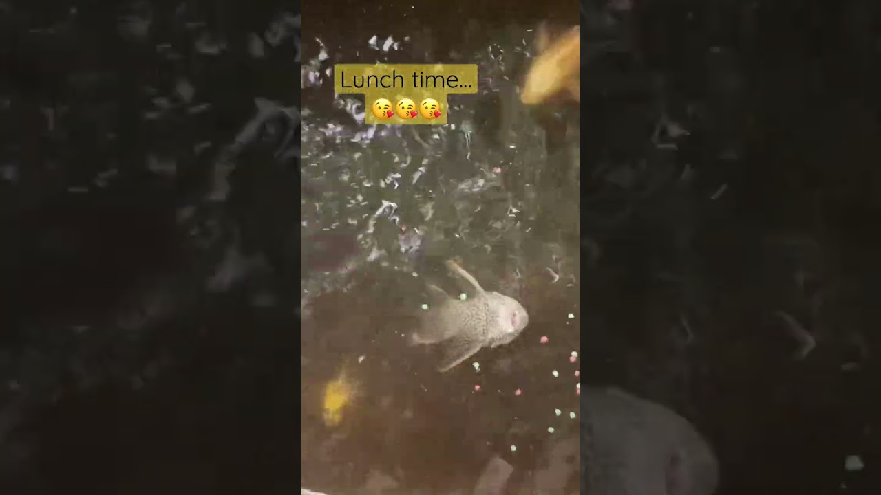 It’s lunch time for adorable fish… @Unique AgriCam - YouTube
