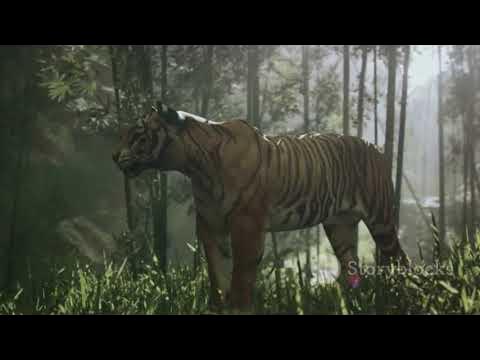The Javan Tiger's Remarkable Return: Hope for an Extinct Species" - YouTube