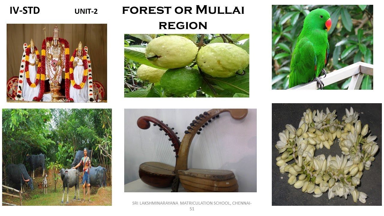4TH STD SOCIAL SCIENCE | FOREST OR MULLAI REGION | UNIT-2 | SLN ...
