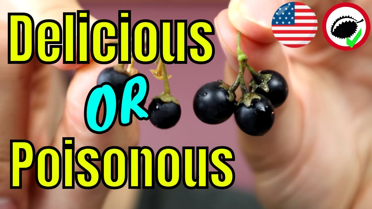 Wonderberry & Roman Nightshade Review - Weird Fruit Explorer Ep. 322 ...