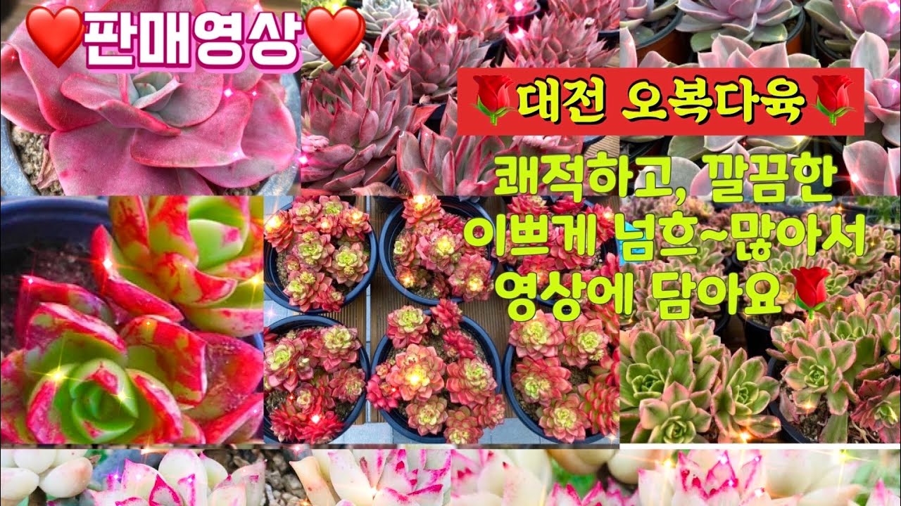 4월 4일 ️판매영상 ️ 대전 오복다육💞💞다육다육이다육식물다육이키우기대전다육스위트다육 Youtube