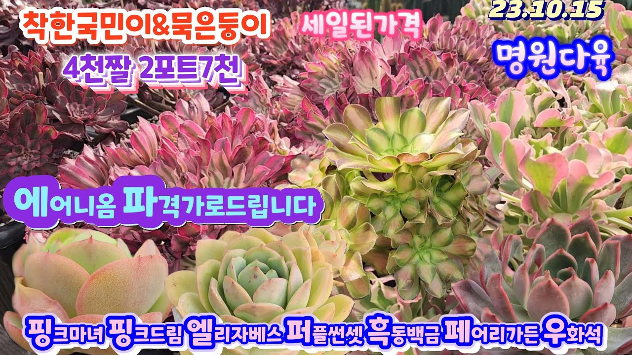 명원다육3묵둥이에어니옴파격가로 드립니다핑크마녀핑크드림엘리자베스퍼플썬셋흑동백금페어리가든우화석어메징그레이스2