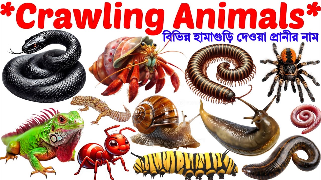 Crawling Animals | Name of Animals |English Vocabulary Learning Video ...