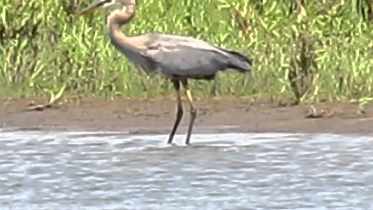 Crane eating a fish - YouTube