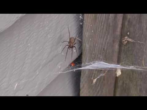 Do Wolf Spiders Eat Ladybugs