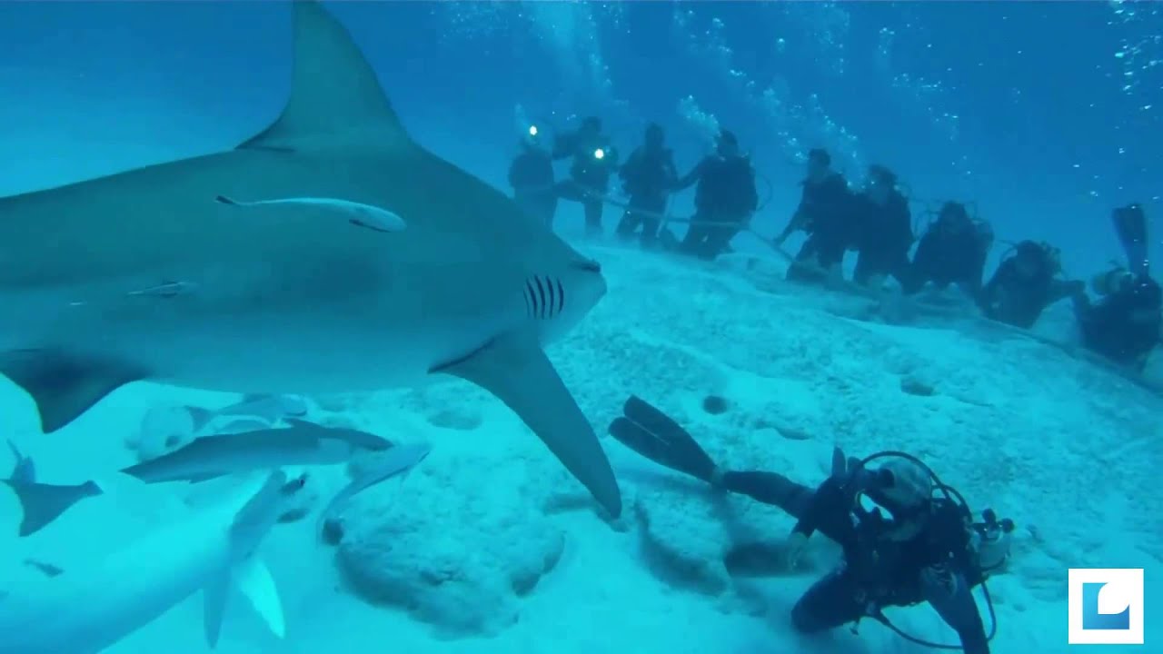 Diving Cu Rechini: Extaz Si Adrenalina (Mexico) - YouTube