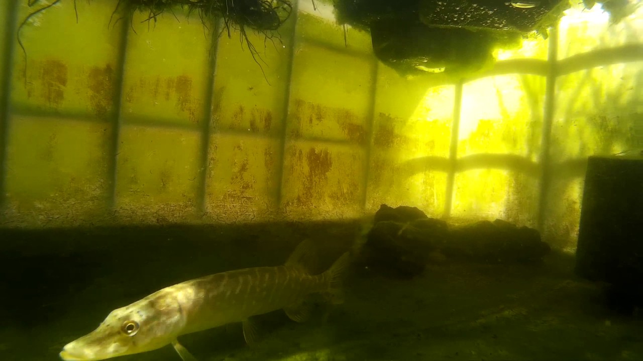 Hand feeding my pet pike - YouTube