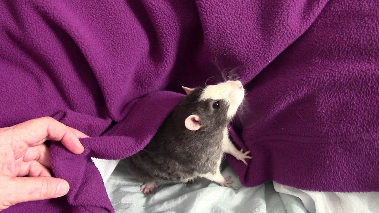 Think Like A Rat, Part 2; Robb the Rescue Rat - YouTube