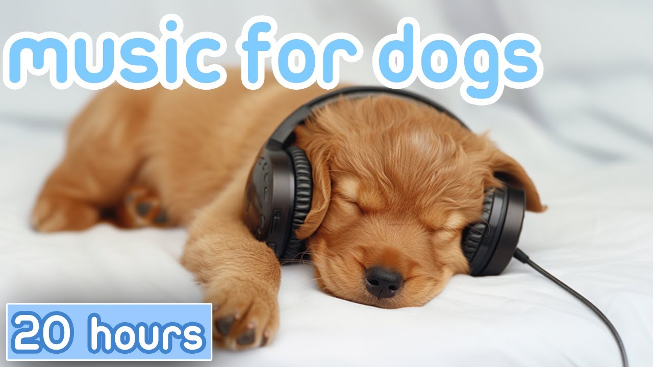The Best Dog Music on YouTube! Dog Relaxation: 65BPM Pads & Synths ...
