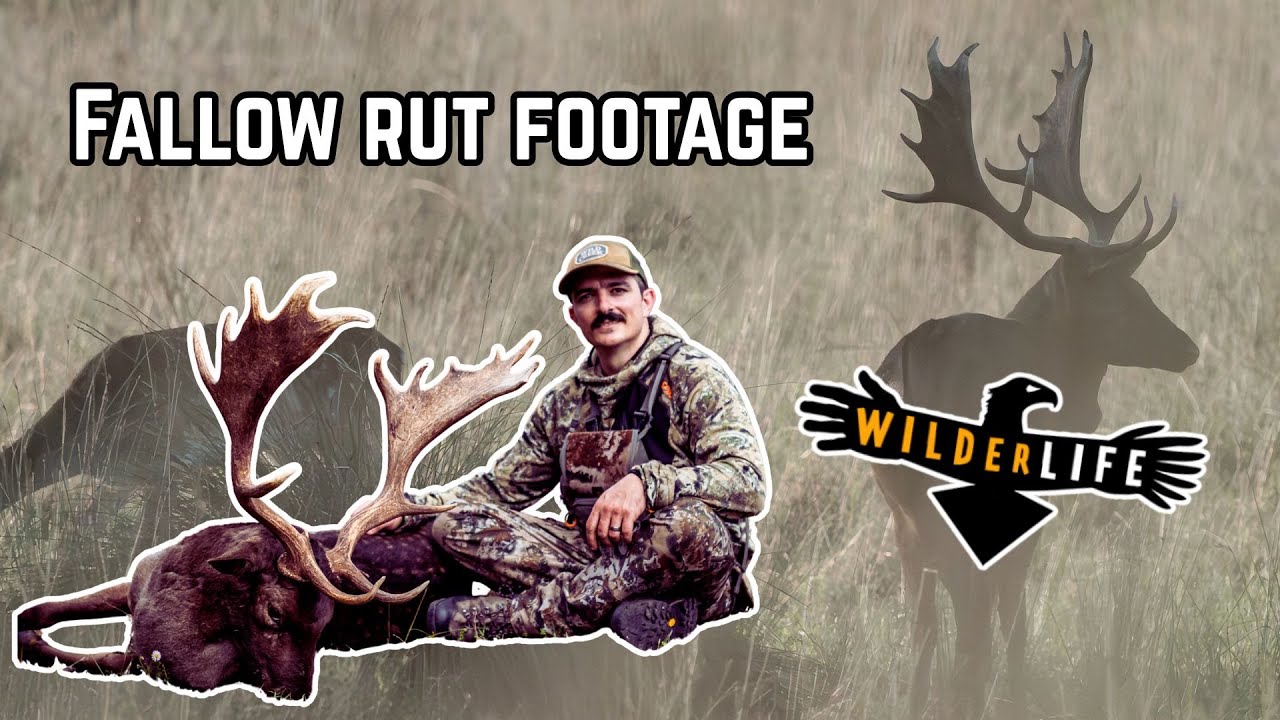 Fallow deer rut 2025 - HIGHLIGHTS - rut footage - YouTube
