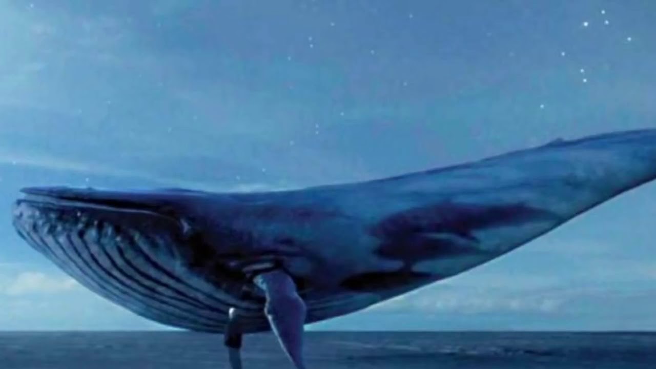 Blue_Whale_Song_by_ajira _everything - YouTube