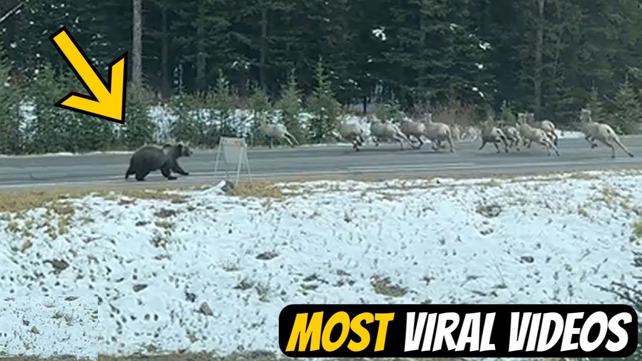 World's MOST Viral Animals Videos On YouTube in 2025! - YouTube