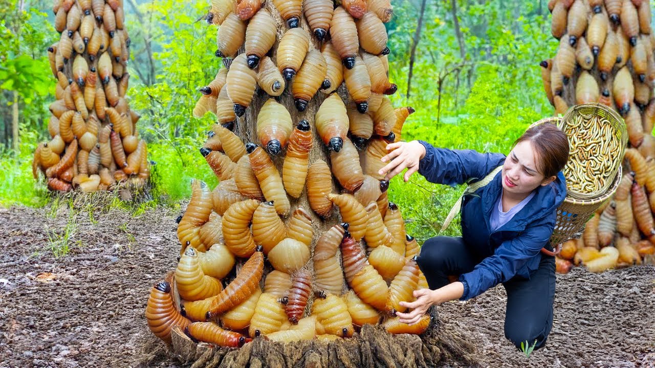 Unbelievable! Harvesting of the World's Most Destructive Worm & go to ...