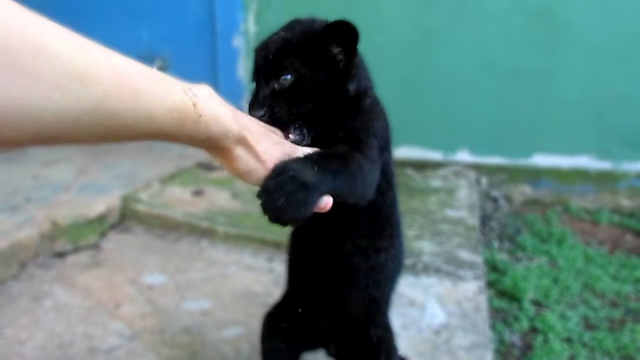 Playing with a black jaguar cub - YouTube