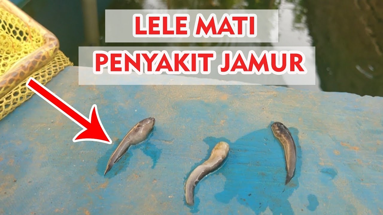 CARA MUDAH OBATI BIBIT LELE MATI TERKENA JAMUR, MENGGANTUNG DAN MATI ...