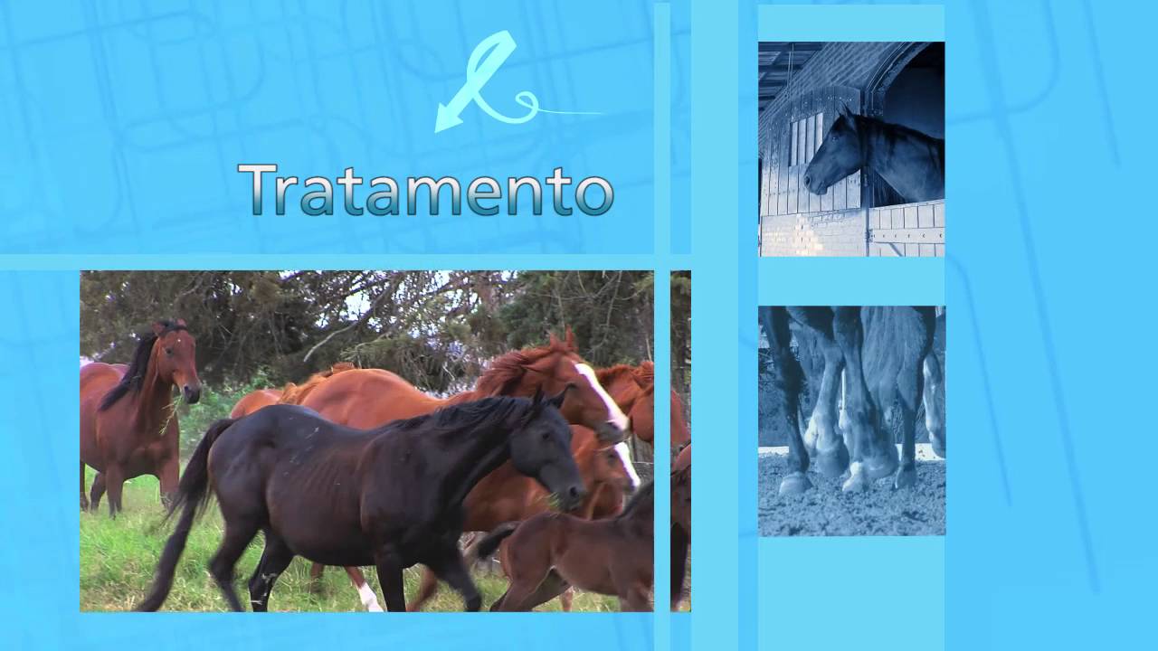 Doenças respiratórias em potros - YouTube